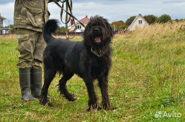 Метис Русского черного терьера в дар в опытные рук