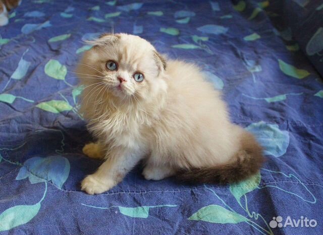 Вислоухий мальчик