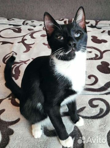 Чудо чудное, очень ласковая кошечка