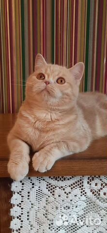 Шотландский котёнок
