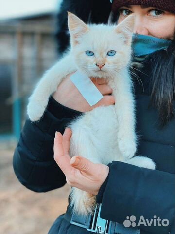 Подарите дом котятам
