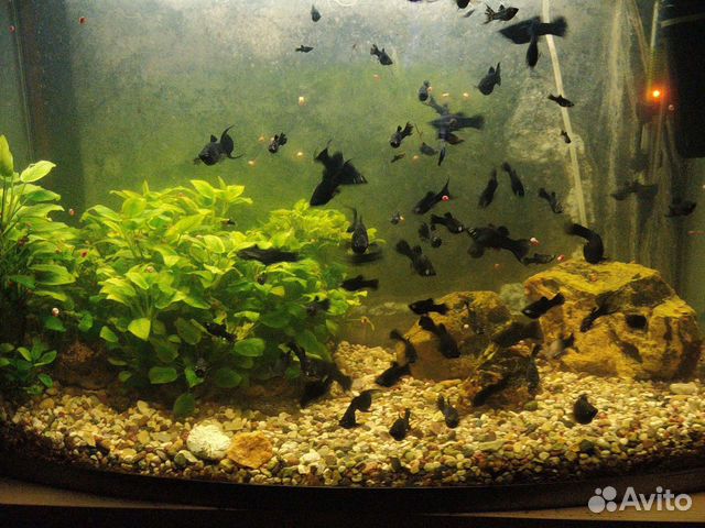 Аквариумные рыбки моллинезии