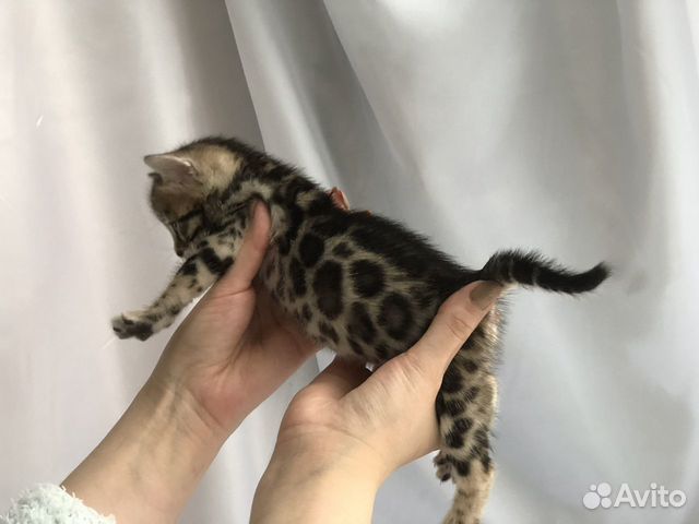 Бенгальские котята