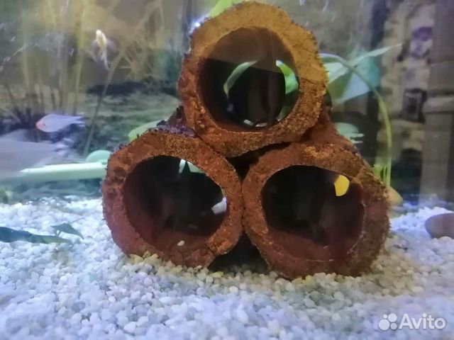 Боция клоун