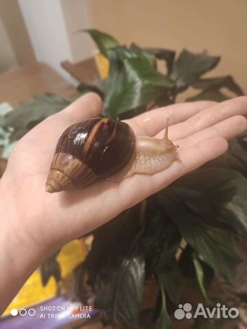 Улитка ахатина иммакулята