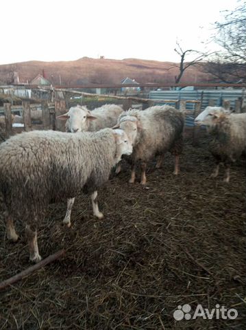 Бараны Эдельбай Тексель