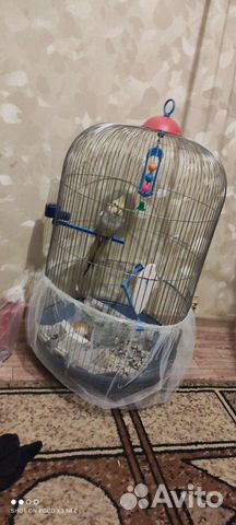 Продам попугая кореллу