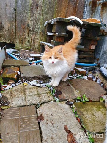 Рыжий котенок девочка