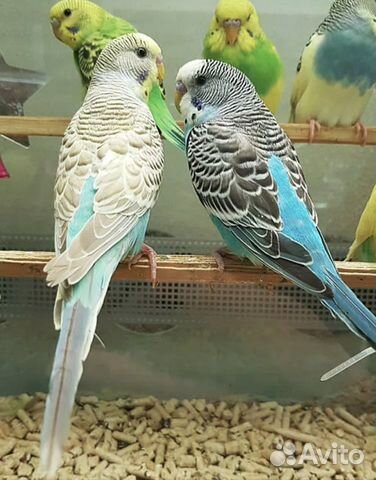 Волнистые попугаи оптом