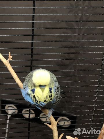 Ввп Чех, самец