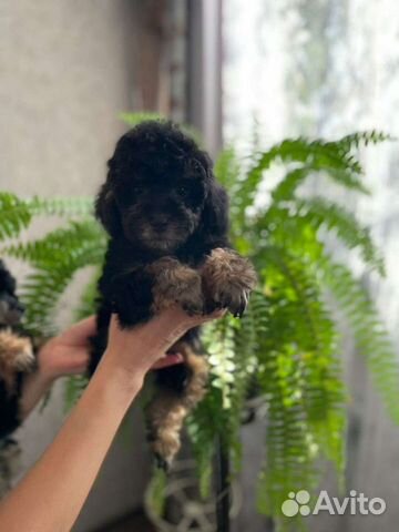 Той-пудель РКФ