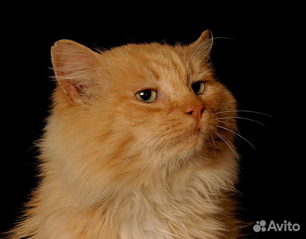 Котик Рыжуха