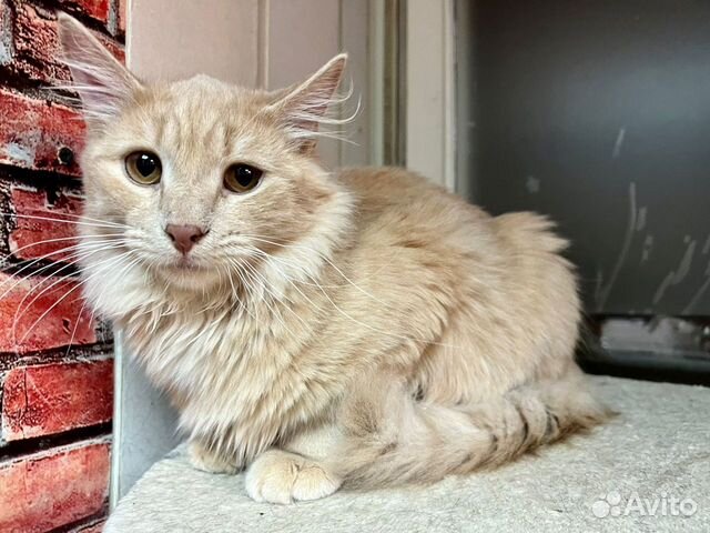 Котенок Лео 7 мес