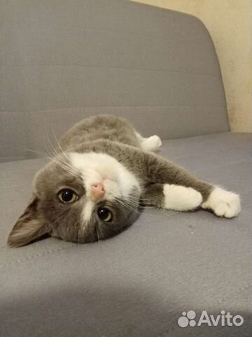 Плюшевый Котёнок в Добрые Руки