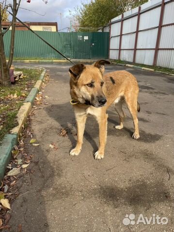 Собака в добрые руки