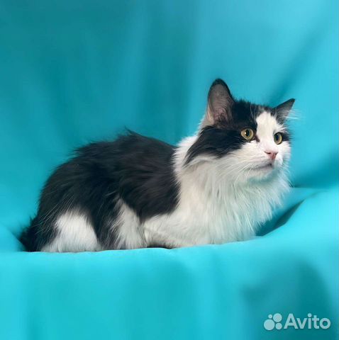 Кот Рокки