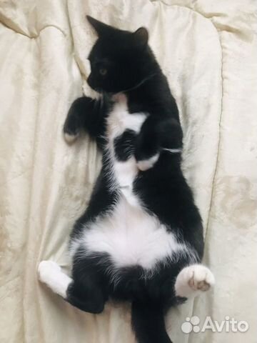 Котенок мальчик