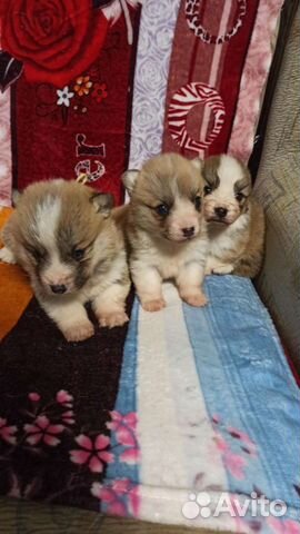 Очаровательные коржики