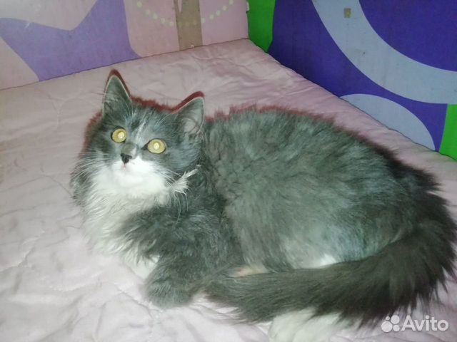 Милая Плюша,4 мес