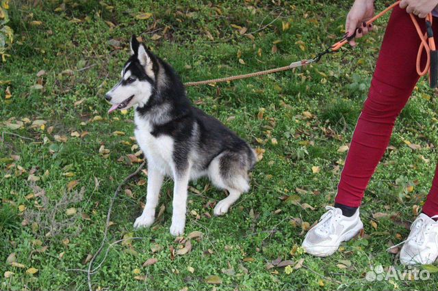Девочка Вега в добрые руки