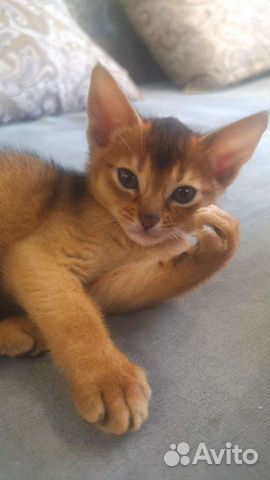 Абиссинский котенок