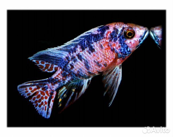 Алунокара мультиколор