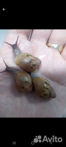 Улитка ахатина занзибарика