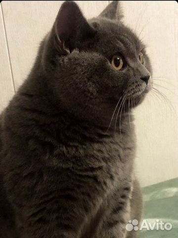 Котята в добрые руки бесплатно черные