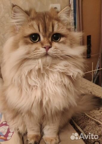 Золотая девочка BLH ny11