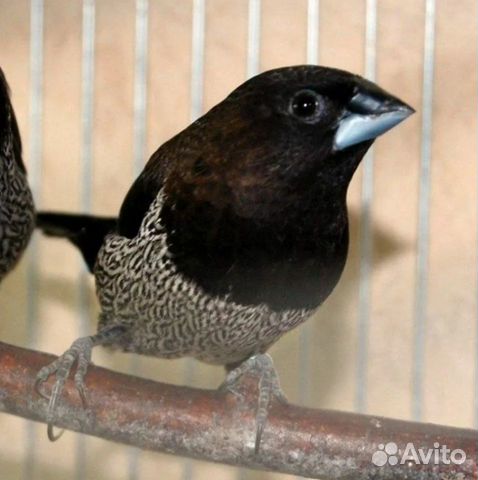 Чешуйчатые японские амадины