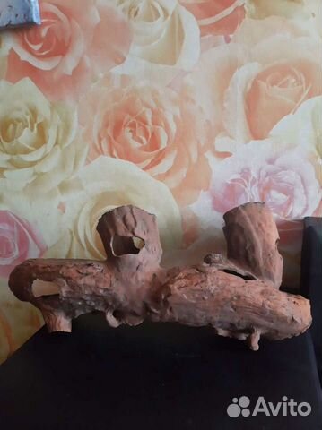 Коралл балянус