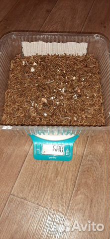 Мучной червь