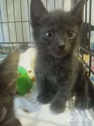 Кот 2,5 мес в добрые руки