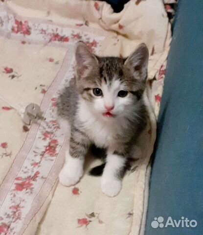 Котенок мальчик полтора месяца