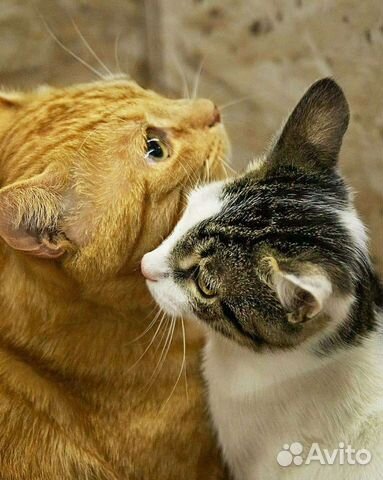 Два кота друга ищут дом