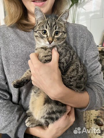 Котёнок ищет дом