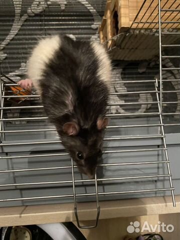 Крыса мальчик бесплатно