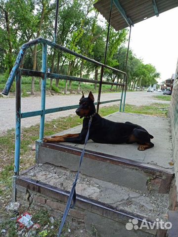 Доберман на вязку
