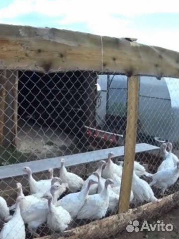 Индюки индюшки индейки