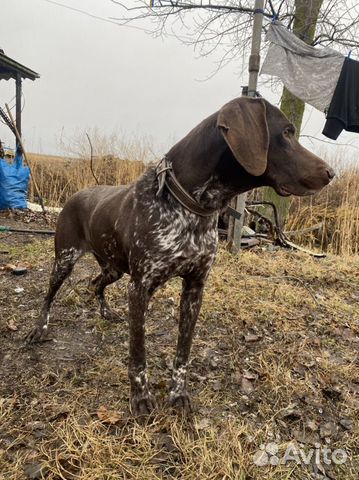 Курцхаар РКФ бесплатно