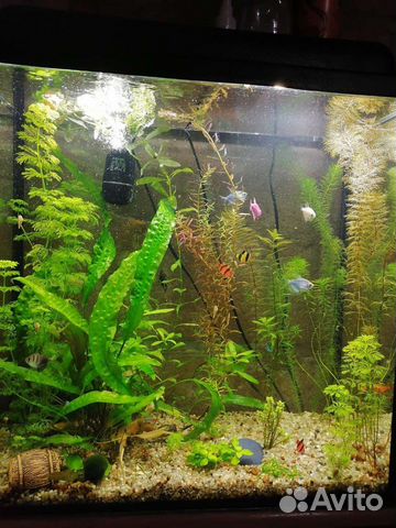 Аквариумные растения и рыбки