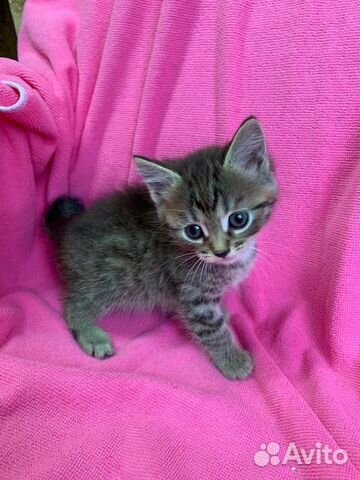 Крошечный мистер Полоскин ищет дом, в добрые руки