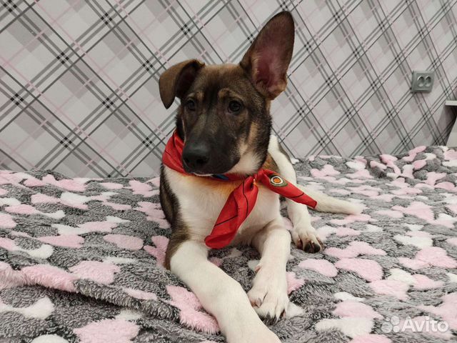 Щенок в добрые руки