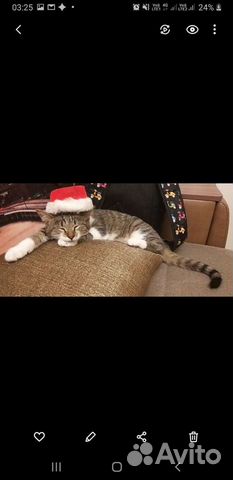 Котенок мальчишка ищет семью