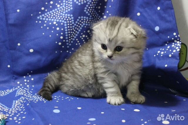 Шотландские вислоухие котята