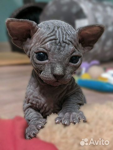 Котята бамбино и двэльф