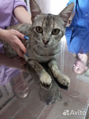 Кошка бесплатно