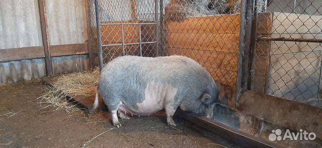 Вьетнамская вислобрюхая свиноматка