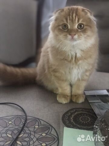 Шотландская