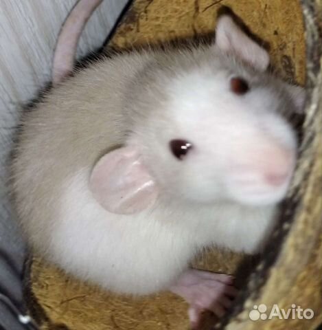 Крысенок дамбо